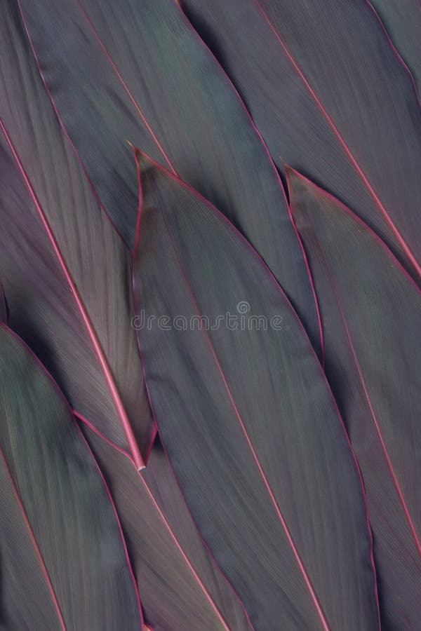 Deep Purple Leaf Texture Background Pattern, Nature Texture Concept ...