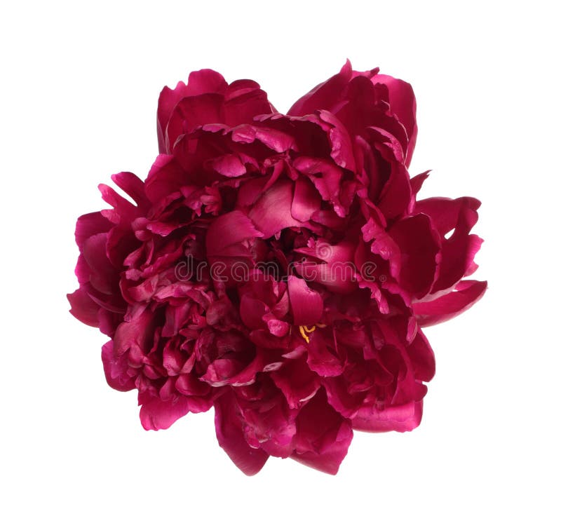 Deep purple peony flower stock photo. Image of white - 42075518