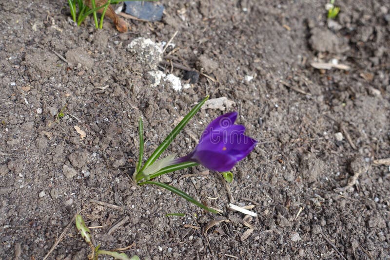 Deep Purple Flower of Crocus in March Stock Image - Image of herb ...