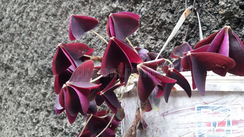 Deep Purple, Triangular Leaves of an Oxalis Triangularis, or Purple ...