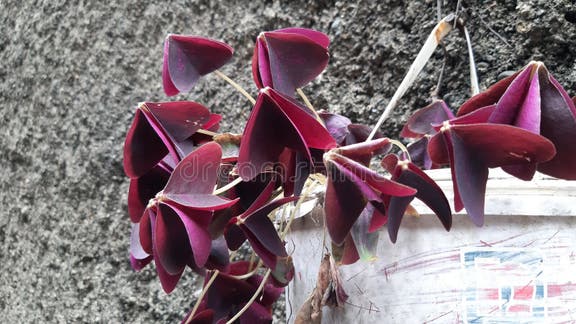 Deep Purple, Triangular Leaves of an Oxalis Triangularis, or Purple ...
