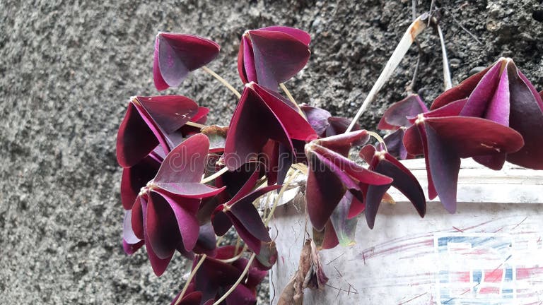 Deep Purple, Triangular Leaves of an Oxalis Triangularis, or Purple ...