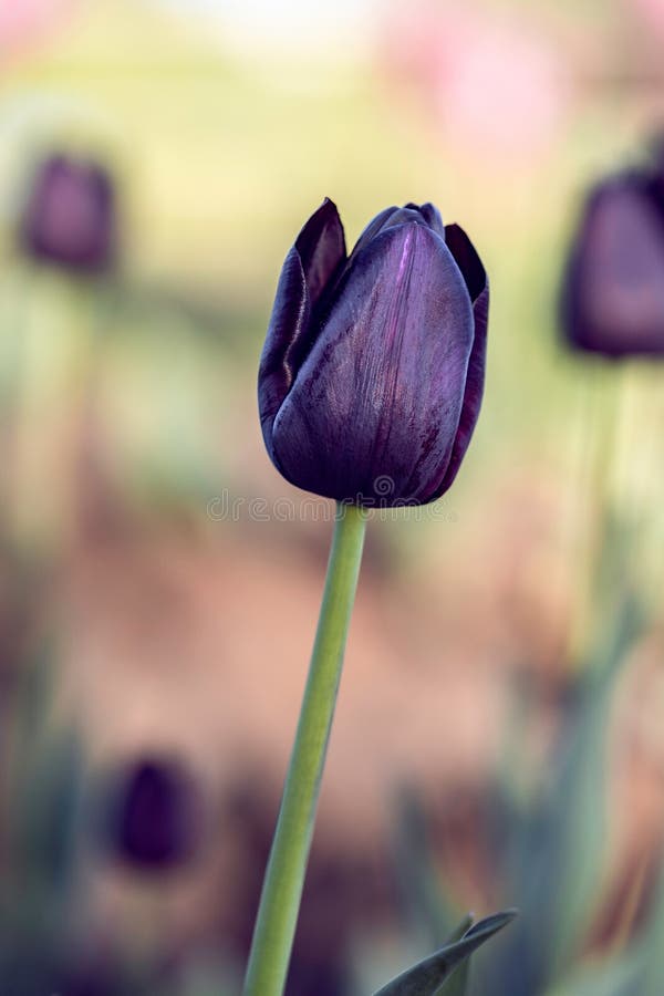 Deep purple tulip stock photo. Image of plant, beauty - 358584208
