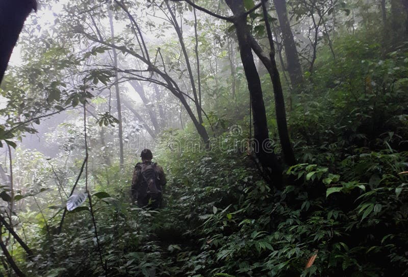 Deep Rain forest stock photo. Image of vegetation, wilderness - 261713688