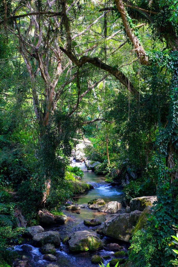 Deep within the rainforest stock photo. Image of nature - 27268852