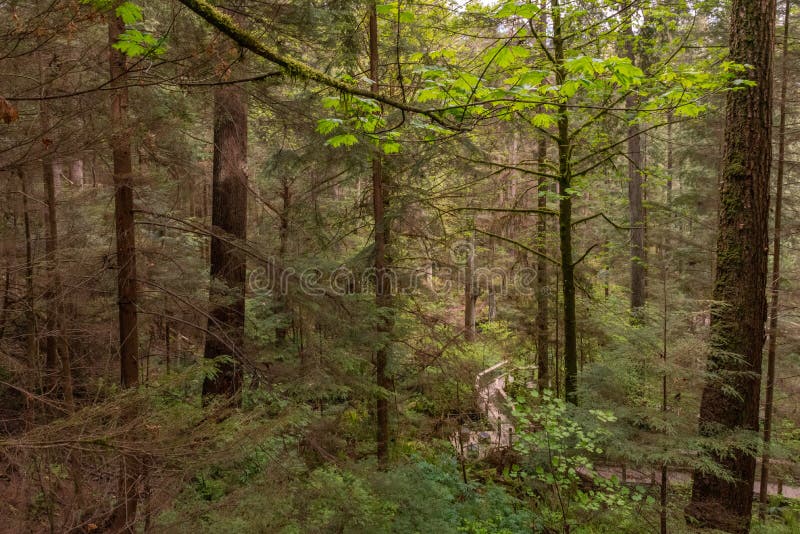 Deep Rainforest in Western Canada Stock Image - Image of popular ...