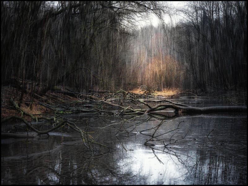 A Deep, Rainy Forest with Fallen Trees and a Pond. Stock Image - Image ...