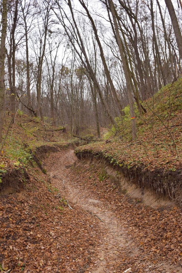Deep Ravine in the Autumn Forest with Trees without Leaves on the Sides ...