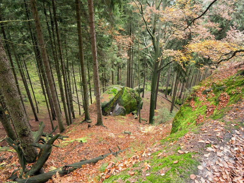 Deep Ravine in the Autumn Forest with Trees without Leaves on the Sides ...