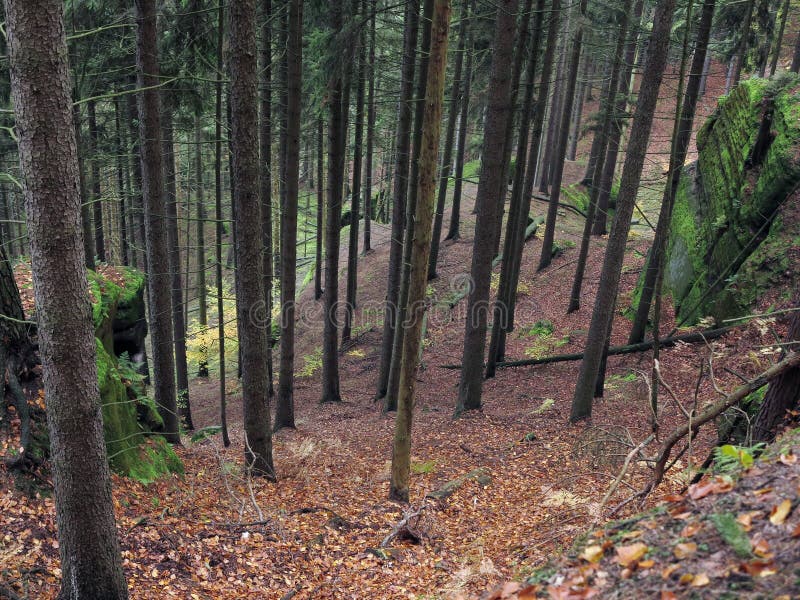 Deep ravine in the forest stock image. Image of woods - 81690559