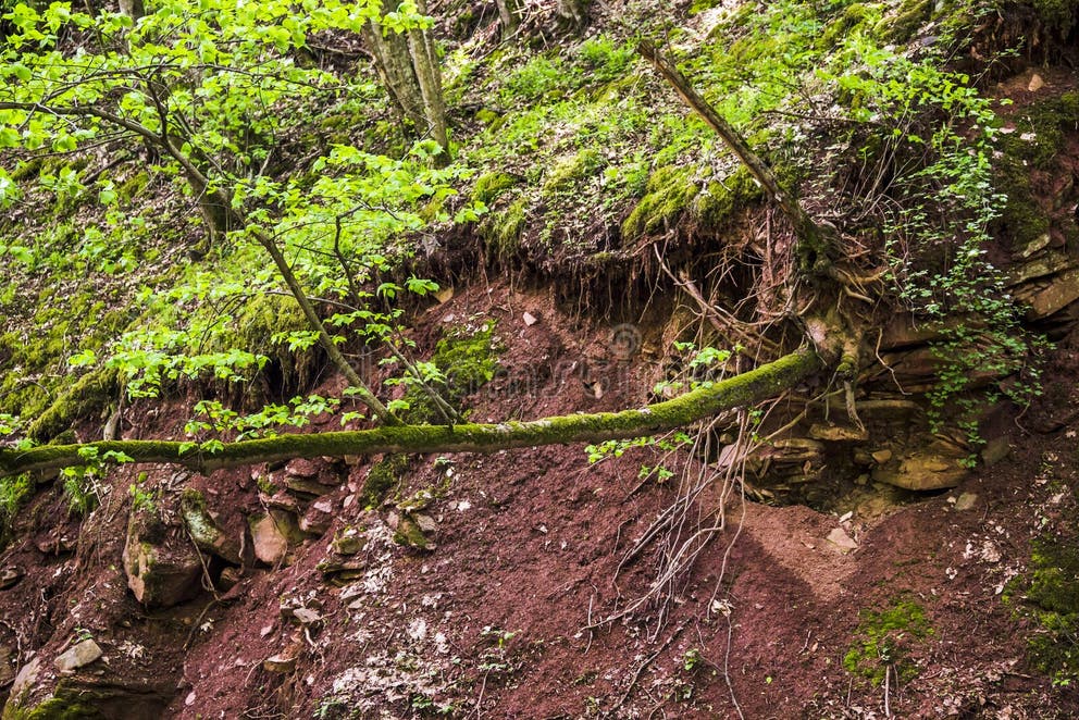 Deep ravine in the forest stock image. Image of beautiful - 142127499