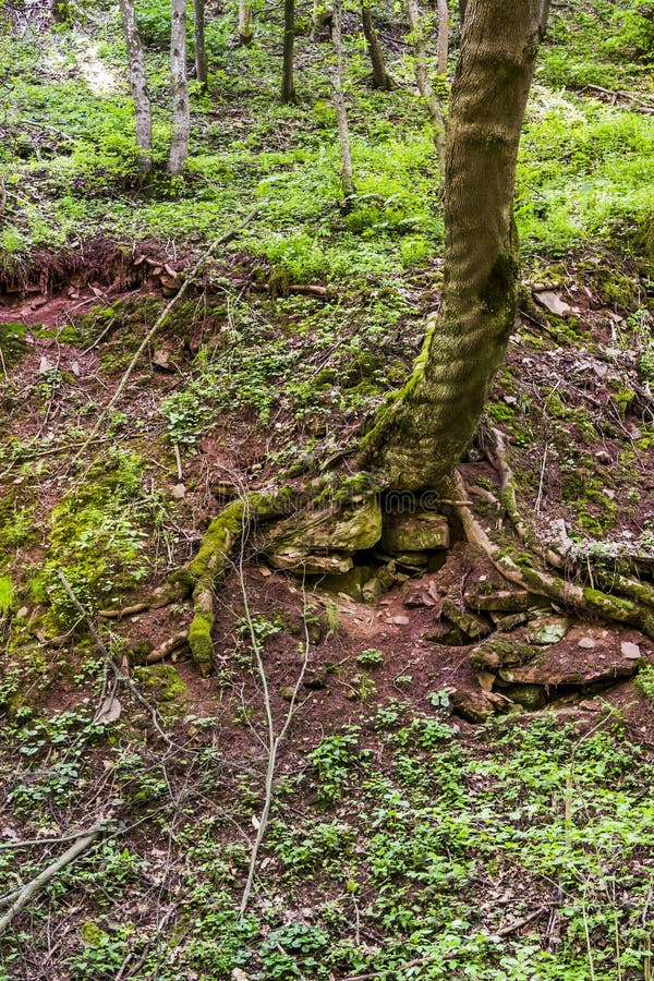 Deep ravine in the forest stock photo. Image of landscape - 142127518