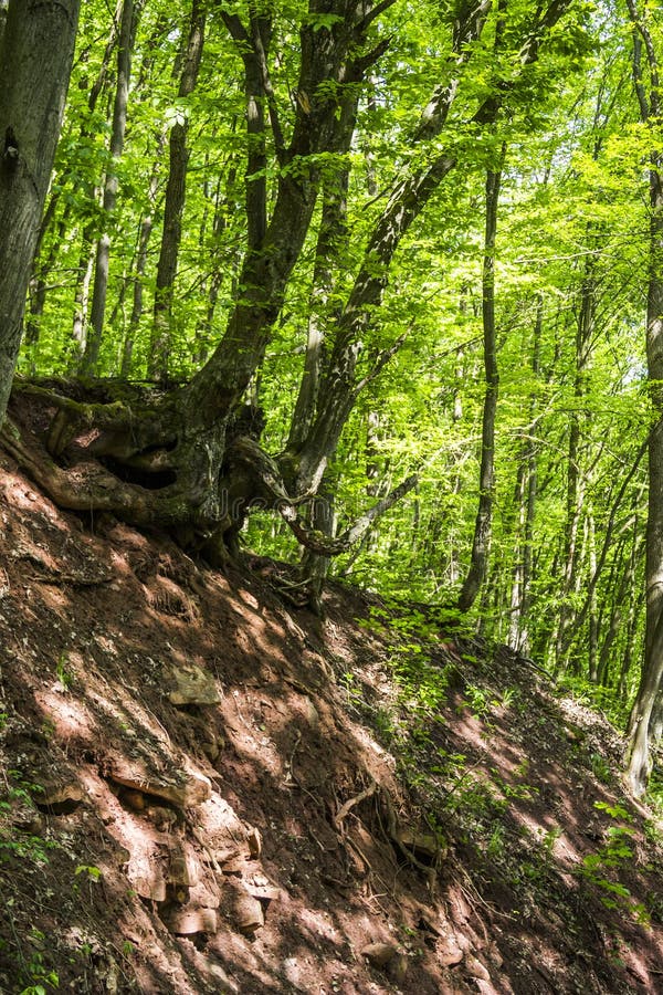 Deep ravine in the forest stock image. Image of wild - 142127759