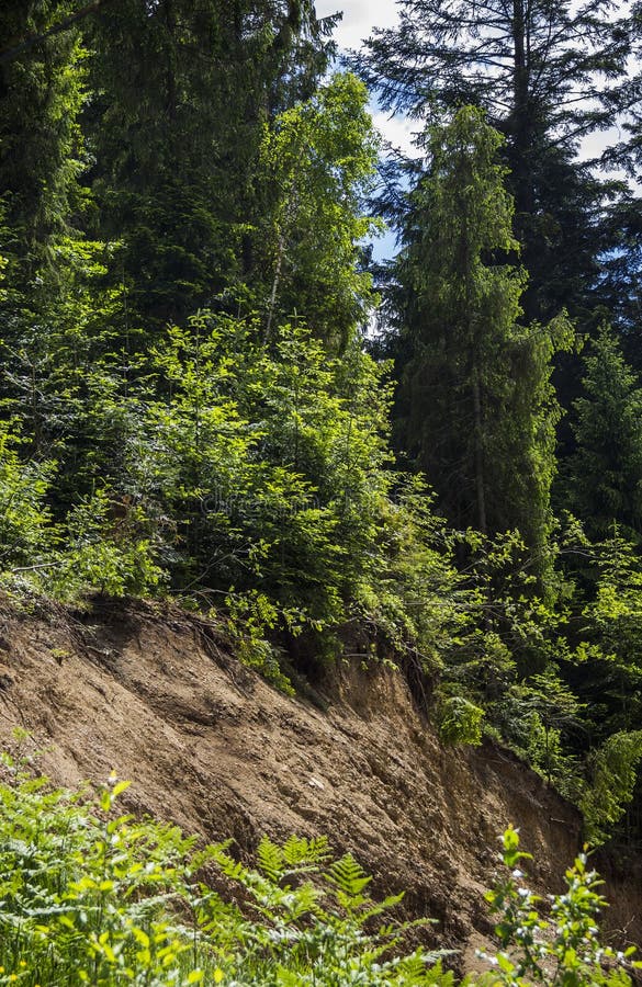 Deep ravine in the forest stock image. Image of canyon - 249260885