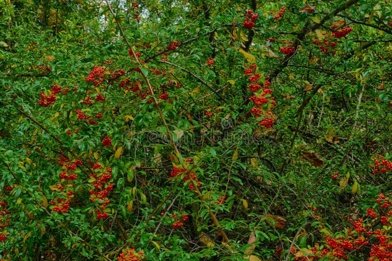Deep Red Ash Berries in Washington Park Stock Photo - Image of vibrant ...