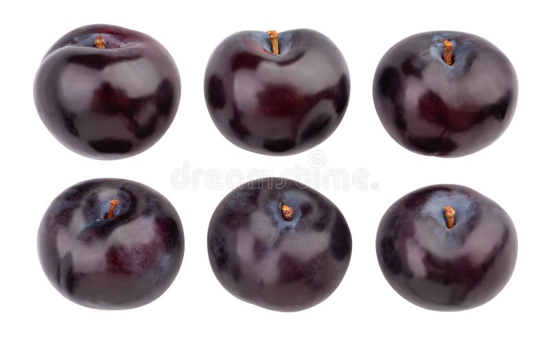 Deep red burgundy plum stock photo. Image of fruit, cutout - 209719788