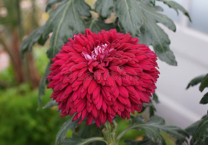 Deep Red Color of a Chrysanthemum `Black Magic` Flower Stock Photo ...