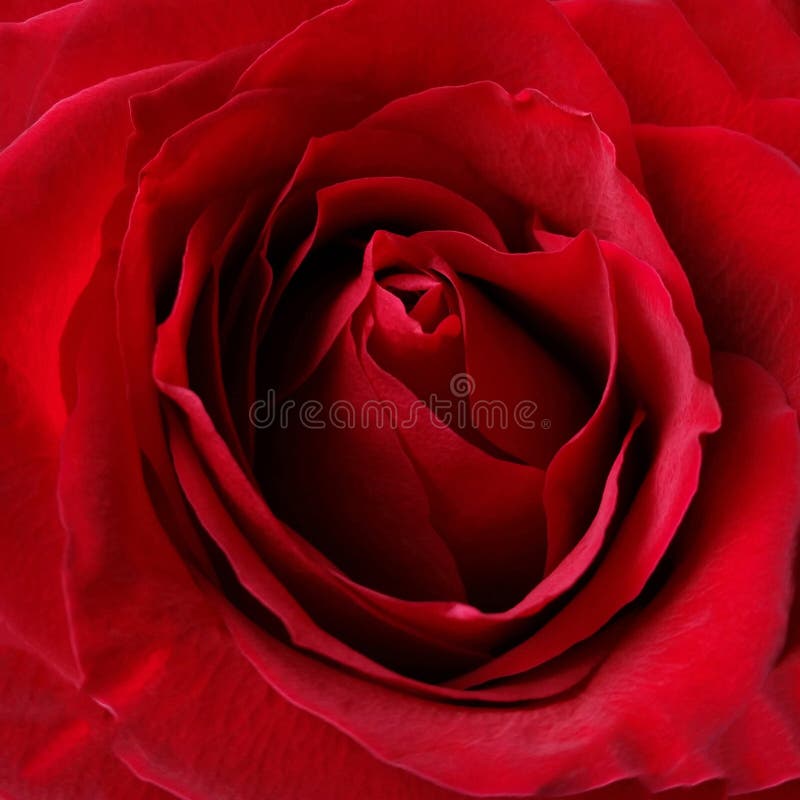 A deep red colored rose stock photo. Image of rose, intense - 109536438