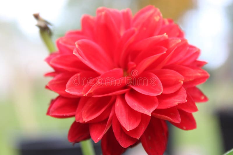 Deep Red Dahlia Flower in Full Bloom Stock Image - Image of fluffy ...