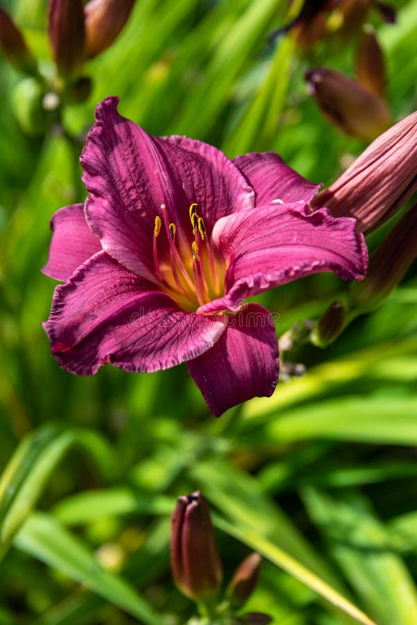 Deep Red Daylily in Full Bloom, Green Leaves As Background Stock Photo ...