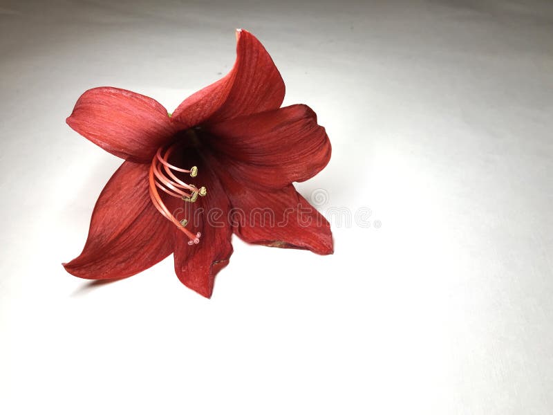 Deep Red Flower of Amaryllis on White Background with Shades and Copy ...