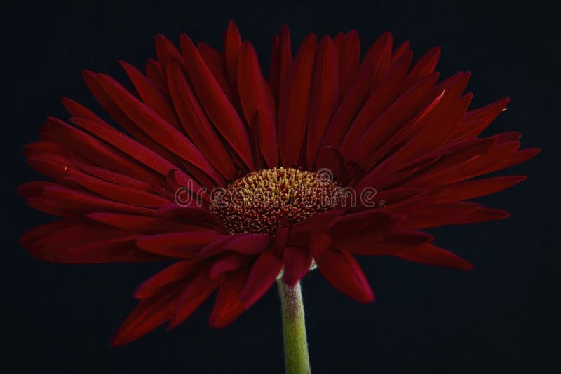 Deep red flower in closeup stock image. Image of floral - 241958911
