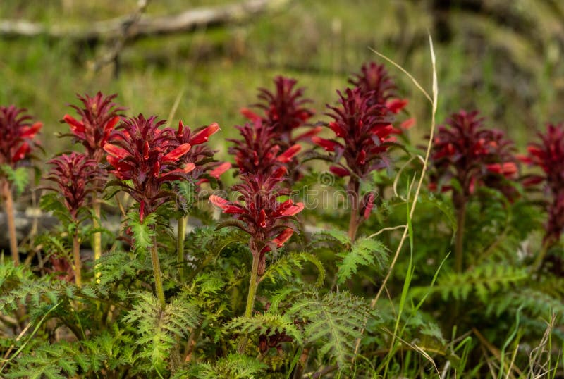 Deep Red Flowers Bloom Along Trail in Early Spring Stock Photo - Image ...