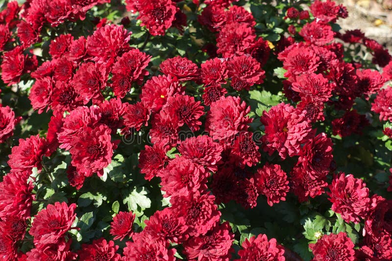 187 Chrysanthemums Deep Red Stock Photos - Free & Royalty-Free Stock ...