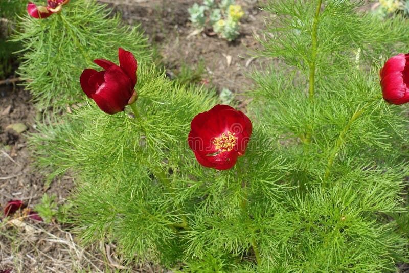 Deep Red Flowers of Paeonia Tenuifolia Stock Image - Image of flower ...