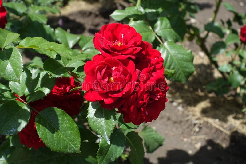 Deep red flowers of roses stock photo. Image of doubleflowered - 214916160