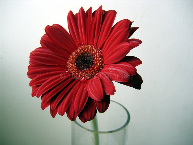 Deep Red Gerbera Flower Top View Close Up on Green Background Stock ...