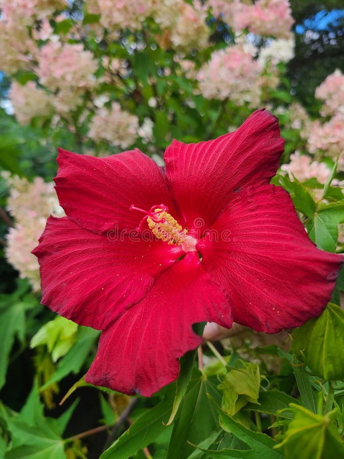 Deep red hibiscus stock photo. Image of bloom, plants - 254248430