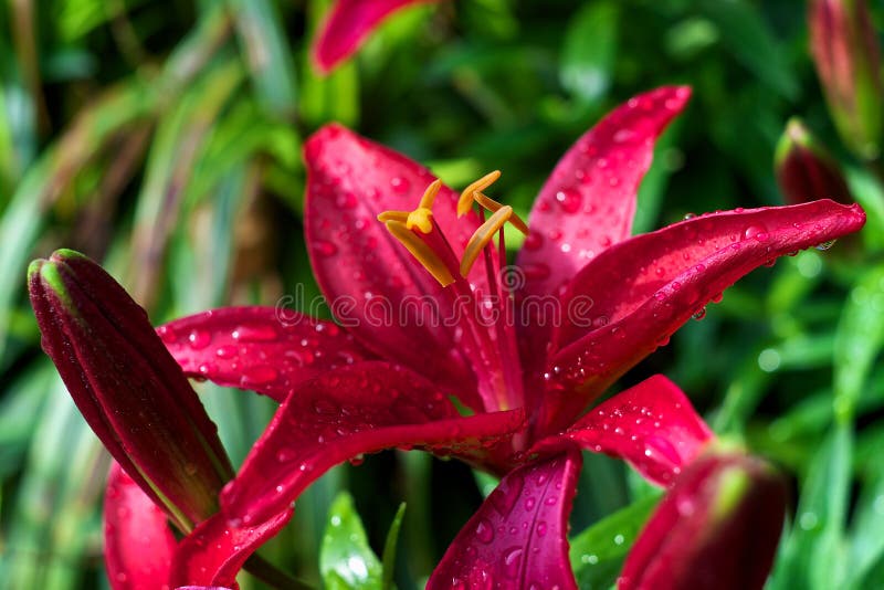 Deep Red Lilly stock image. Image of lilly, horticulture - 31885779