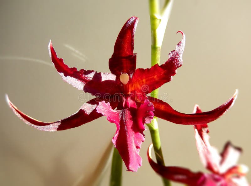Deep red orchid blooming stock photo. Image of gift, ornamental - 90949536