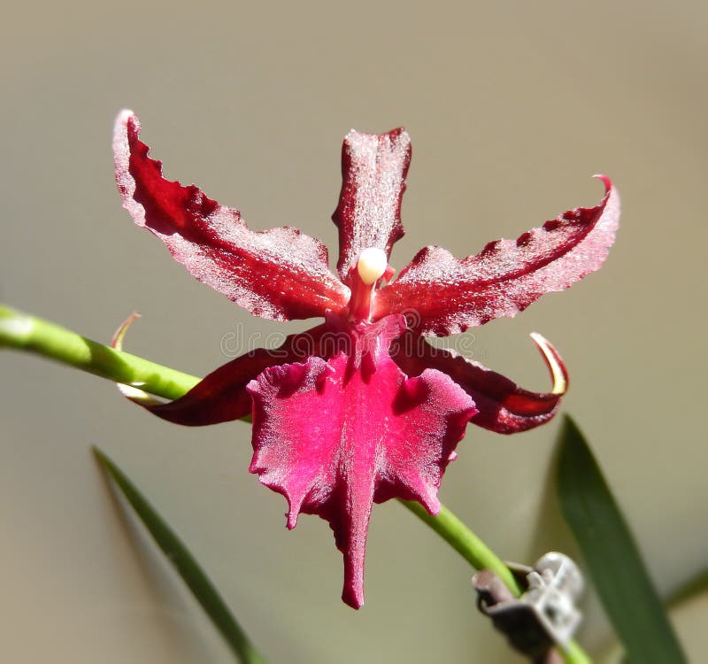 Deep red orchid blooming stock photo. Image of orchid - 90949526