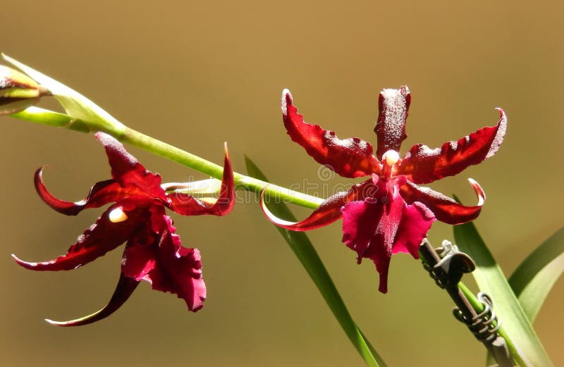 Deep red orchids blooming stock photo. Image of exotic - 48951656