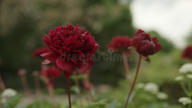 Deep Red Peony Flower Closeup Stock Photo - Image of blooming, natural ...