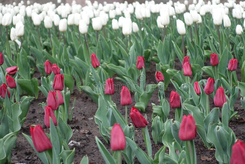 Deep Red and Pure White Flowers of Tulips in April Stock Image - Image ...