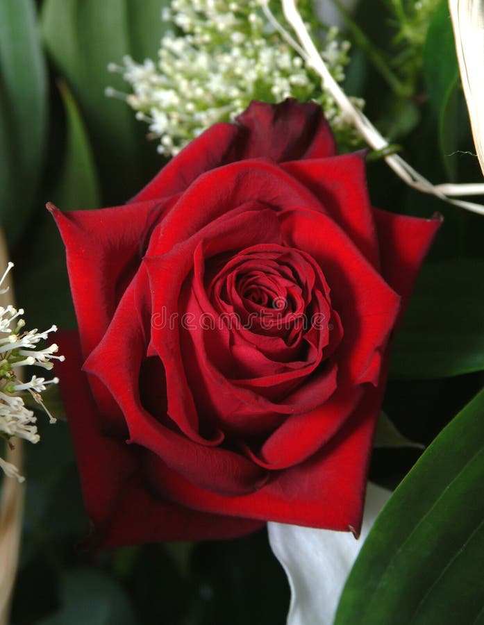 6+ Deep red rose bouquet Free Stock Photos - StockFreeImages