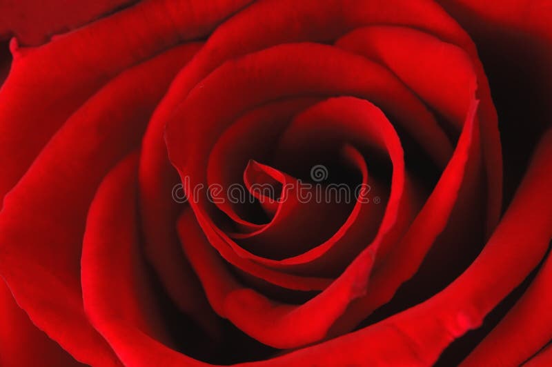 Deep red rose - abstract stock image. Image of love, abstract - 1212797