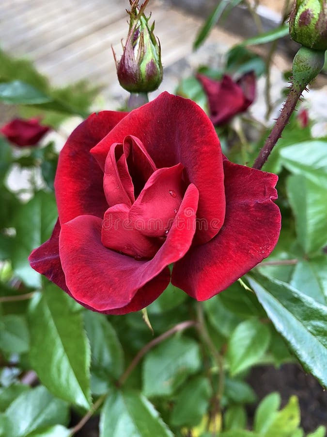 Deep red rose bloom stock image. Image of deep, rose - 182947679