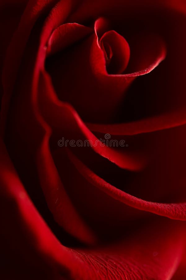 Deep Red Rose stock photo. Image of bouquet, love, holidays - 47266926
