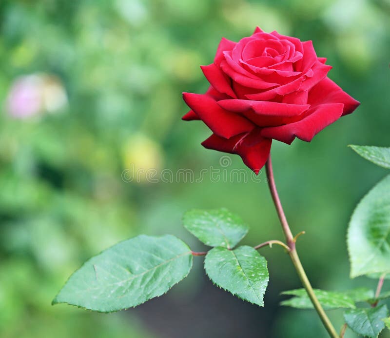 Deep red rose stock photo. Image of beauty, stem, petals - 107800802