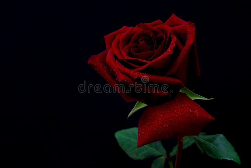 Deep Red Rose with Dew Drops on Petals Stock Image - Image of romantic ...