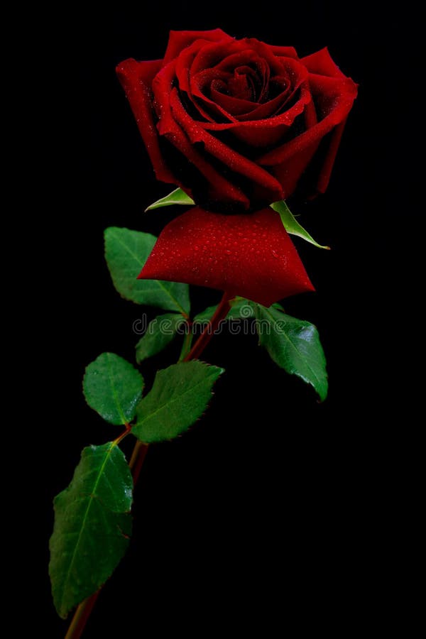 Deep Red Rose with Dew Drops on Petals Stock Photo - Image of green ...