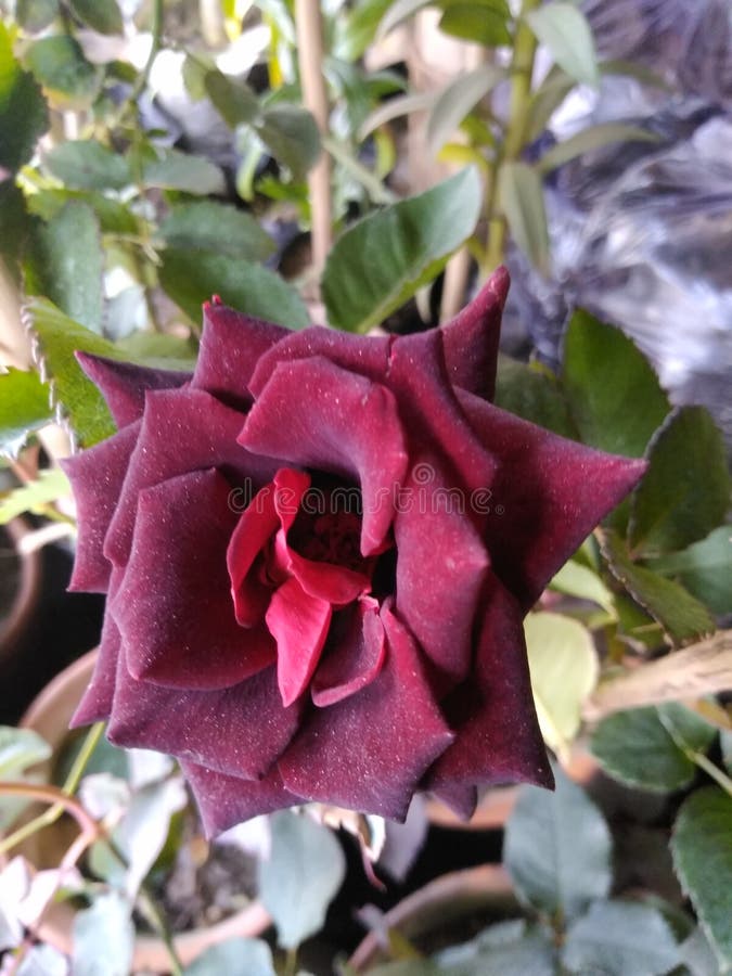 Deep Red Rose Flower Blooms Stock Photo - Image of blooms, flower ...