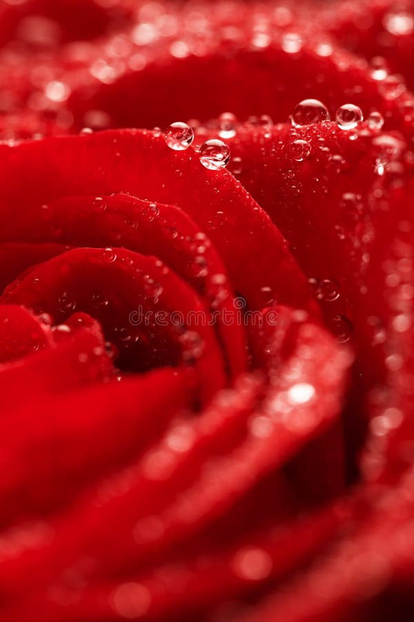 Deep Red Rose Flower with Dew Drops Stock Image - Image of freshness ...