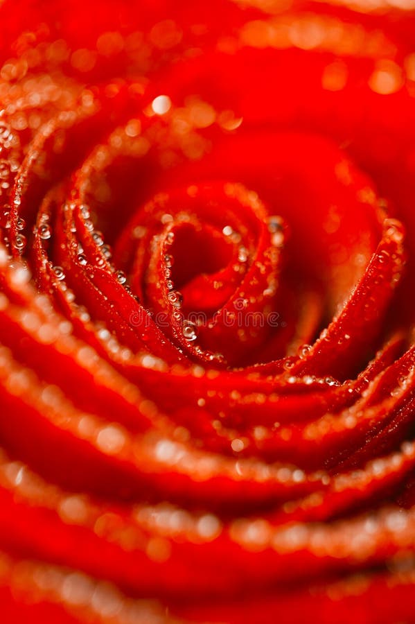Deep Red Rose Flower with Dew Drops Stock Image - Image of freshness ...