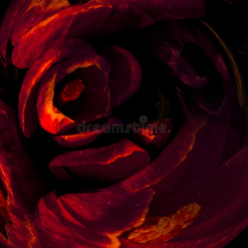 Deep Red Rose Petals Abstract Art Background Stock Illustration ...