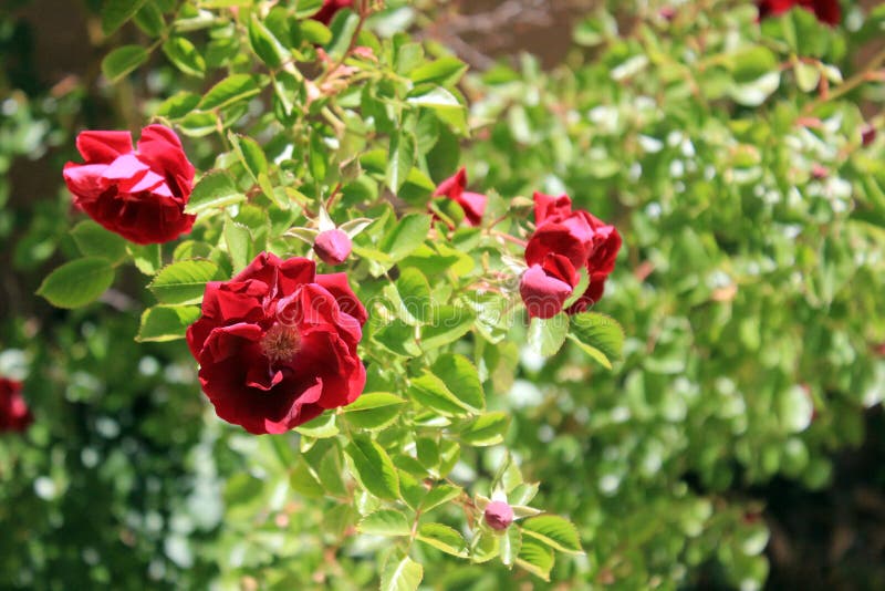 Deep Red Roses stock image. Image of nature, velvet, plants - 92501723